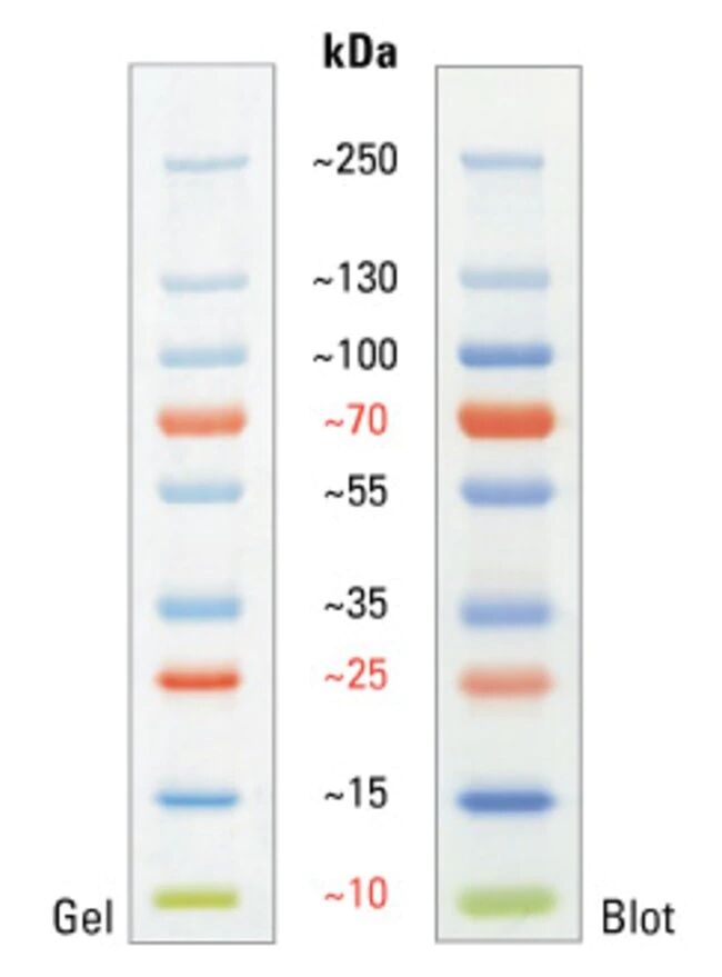 10-250 Kda Prestained Protein Ladder Page Ruler Protein Marker ...